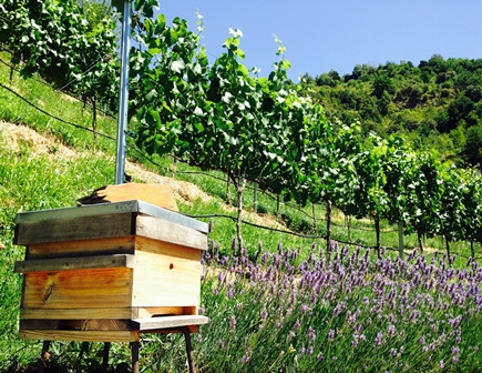 Andorra, país de vinos | Selectus Wines